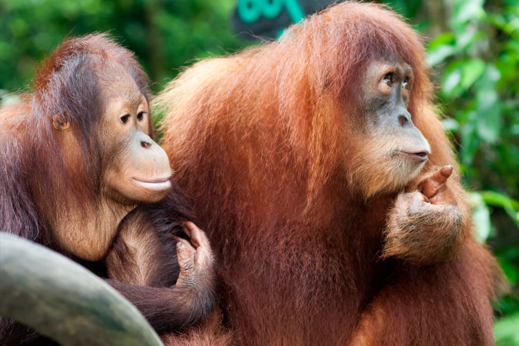 Wildlife Whispers: Identify Asia's Rare Animals (Part 1) - Secret ...